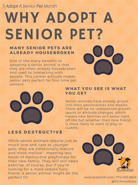 Why You Should Adopt A Pet The Benefits Artofit