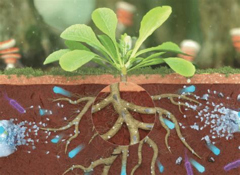 바이오타임스 초미세 플라스틱 중금속까지 머금고 식물 뿌리에 흡수되고 미세화된다 Pfreeme