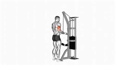 Cable Reverse Grip Triceps Pushdown Exercise Guide How To Muscles
