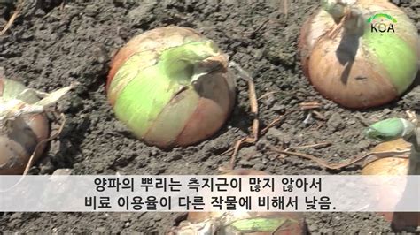 고품질 양파 재배기술 3 양파의 정식 Youtube