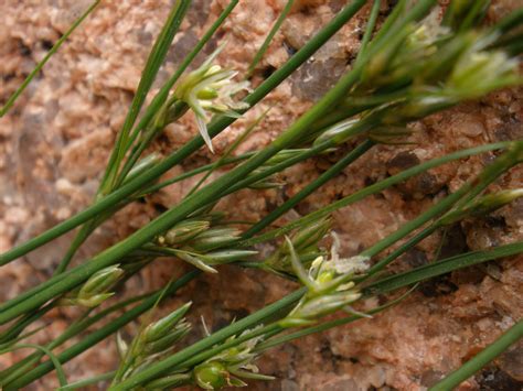 Juncus Juncaceae