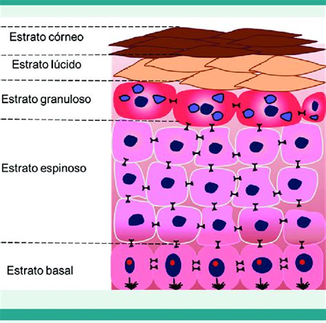 Estratos De La Epidermis Download Scientific Diagram