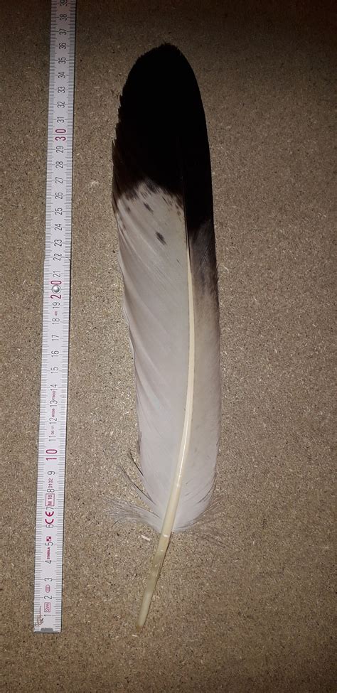 Real Immature Golden Eagle Tail Feather Etsy