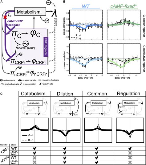 The Interplay Between Metabolic Stochasticity And Camp Crp Regulation