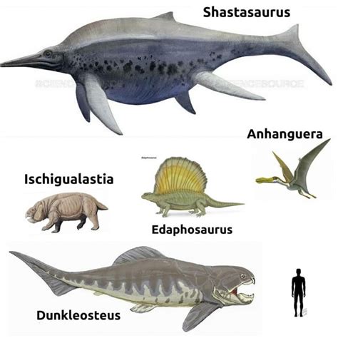 Houseofthedinosaur On Instagram “shastasaurus Lived During The Late