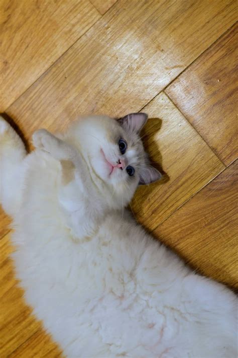 Rub My Tummy R Aww