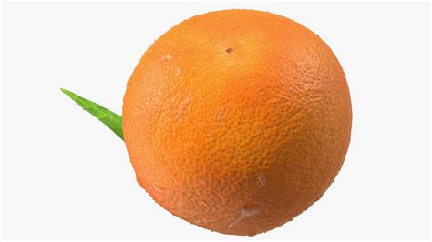 Mandarin With Water Drops 3d Model 34 3ds Blend C4d Fbx Max Ma