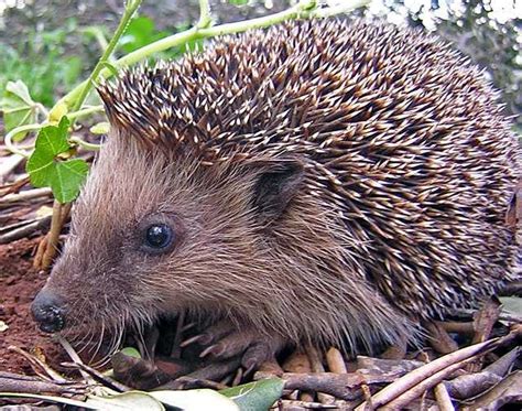 Hedgehog Wikiwand
