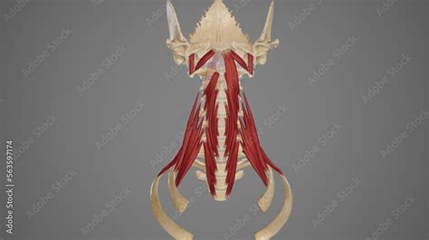Medical Illustration Of Prevertebral Muscles Stock Illustration Adobe