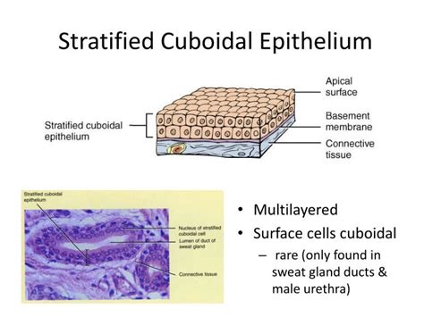 Stratified Cuboidal Epithelium Diagram