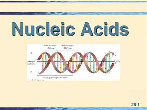 PPT Nucleic Acids PowerPoint Presentation Free Download ID