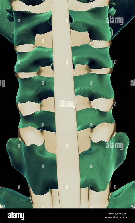 Ligamentum Nuchae Fotos Und Bildmaterial In Hoher Auflösung Alamy