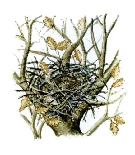 How To Identify Bird And Mammal Nests Artofit