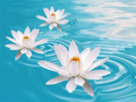 Book A Massage With The Magic Touch Massage Therapy Decatur Il 62521