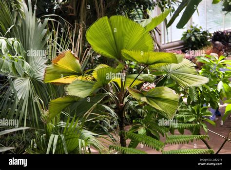 View Of Leafy Tropical Plants In Greenhouse At Rhs Wisley Britain
