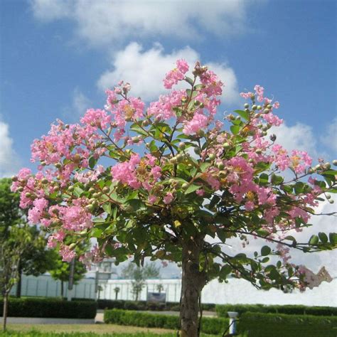 这些花比吊兰文竹还好养，爬藤长、开花喜庆又美艳，不占地