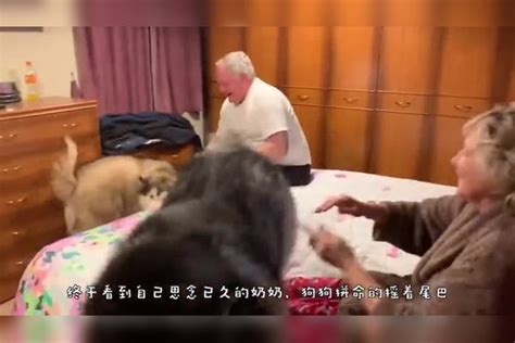一群小奶狗蜂拥而上将主人扑倒在地也太可爱了