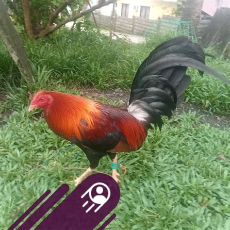 Ac Sta Rita Gamefowl