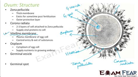 Reproductive Isolation Definition