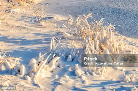 차가워요 걸려 겨울 얼음 폭풍에서 얼음에 코팅 하는 지점에서의 겨울에 대한 스톡 사진 및 기타 이미지 겨울 눈 냉동상태의 물 러시아 Istock
