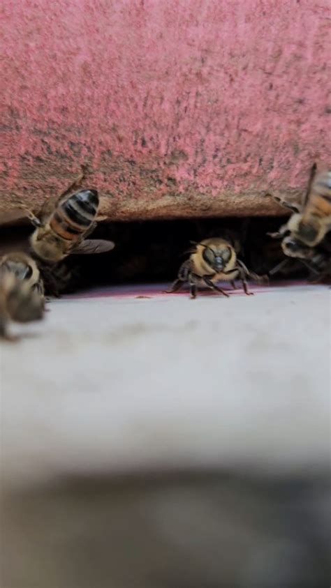 Forest Lady Beekeeper Forestladybeekeeper • Instagram Photos And