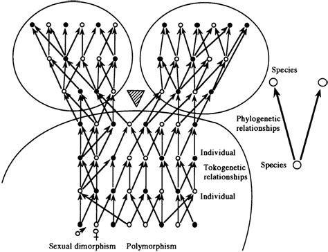 Figure 9 4 Phylogenetic Species Concepts Base Relationships Between