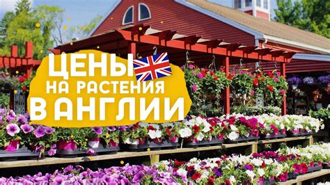 Покупки в садовом центре цены и жизнь на скалистых побережьях Youtube