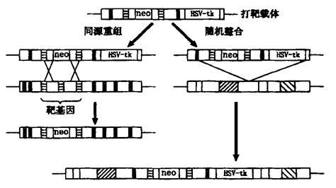 基因打靶图册 360百科