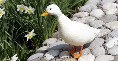 A Complete Guide To Call Duck Care The Garden Magazine