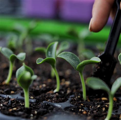 Not Sure What Size Cell Tray To Use Bootstrap Farmer Facebook