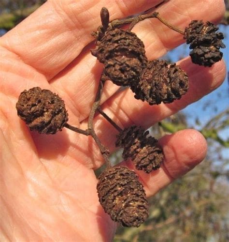 Catkins Tree Guide UK