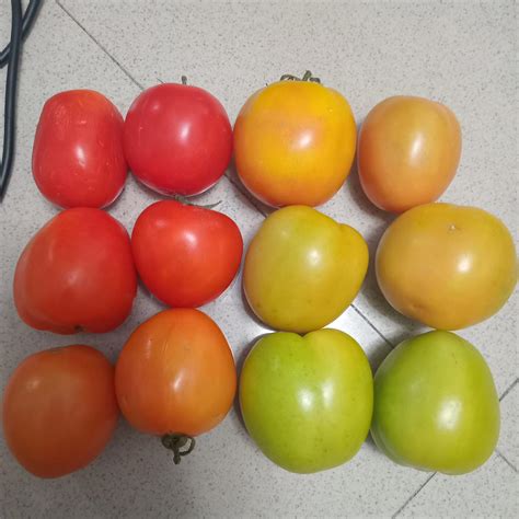 Tomato Ripening Stages Object Detection Dataset And Pre Trained Model By Fruit Detection Pd