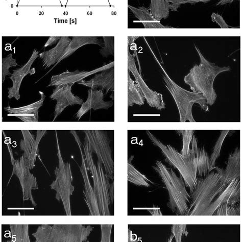 Influence Of Substrate Stiffness On Cell Property During Stretch