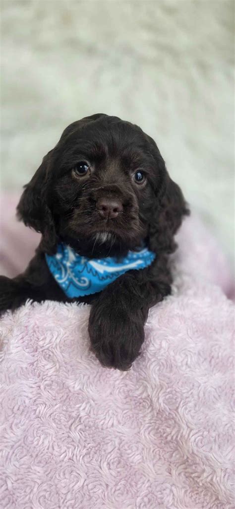 Cocker Spaniel Puppies For Sale In Missouri