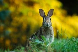 Kaninchen Klein Hase · Kostenloses Foto Auf Pixabay