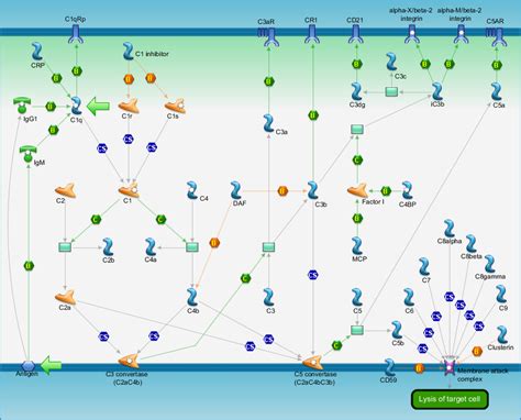 Immune Response Classical Complement Pathway Pathway Map Primepcr