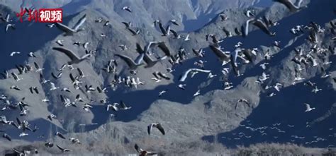 【有片】西藏黑頸鶴 有了守護者 從瀕危降為「近危」 蕃新聞