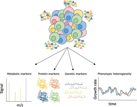 Deciphering Metabolic Heterogeneity By Single Cell Analysis Analytical Chemistry