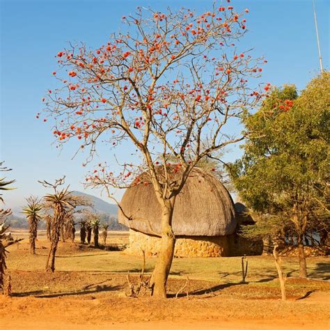 Premium Photo Trees On Field Against Sky
