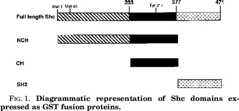 Grb2 Sos Complex Semantic Scholar