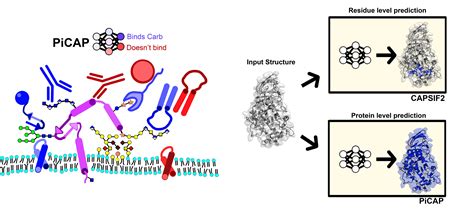 Picap Sample Notebook Ipynb At Main Graylab Picap GitHub
