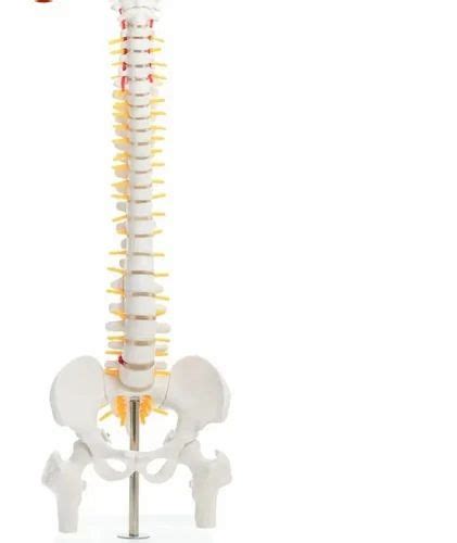 Polymerised Rubber Human Spine Models At ₹ 1198 Piece In New Delhi Id