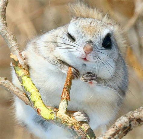 Japanese Dwarf Squirrel Julie ♡ On X If You Want Even More Proof