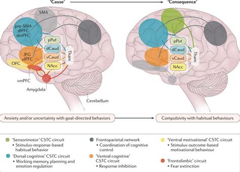 Cstc Circuit Patients With Ocd Show Significantly Increased Functional Download Scientific