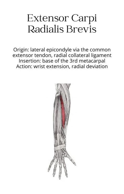 Extensor Carpi Radialis Brevis Muscle Chart Anatomy Physiology
