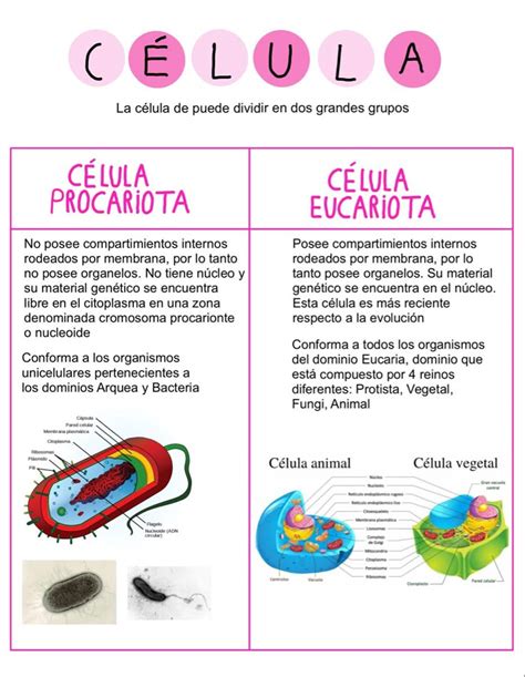 Célula Eucariota Apuntes Celula Eucariota Eucariota Dibujos De Celulas