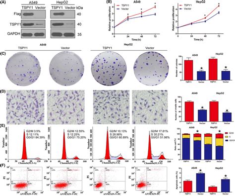 Promotion Of Cell Proliferation Cell Cycle Transition Cell