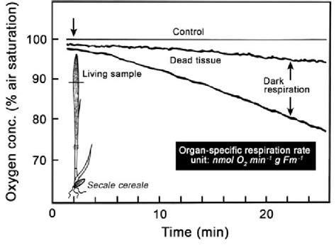Representative Examples Of Oxygen O 2 Depletion Curves And The