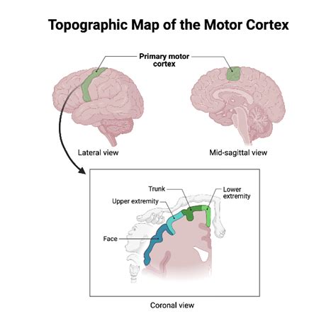 Topographic Map Of The Motor Cortex Biorender Science Templates
