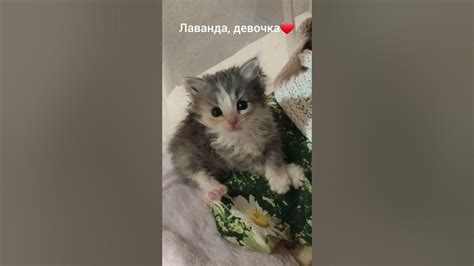 Москва малыши ищут дом🙏 Youtube